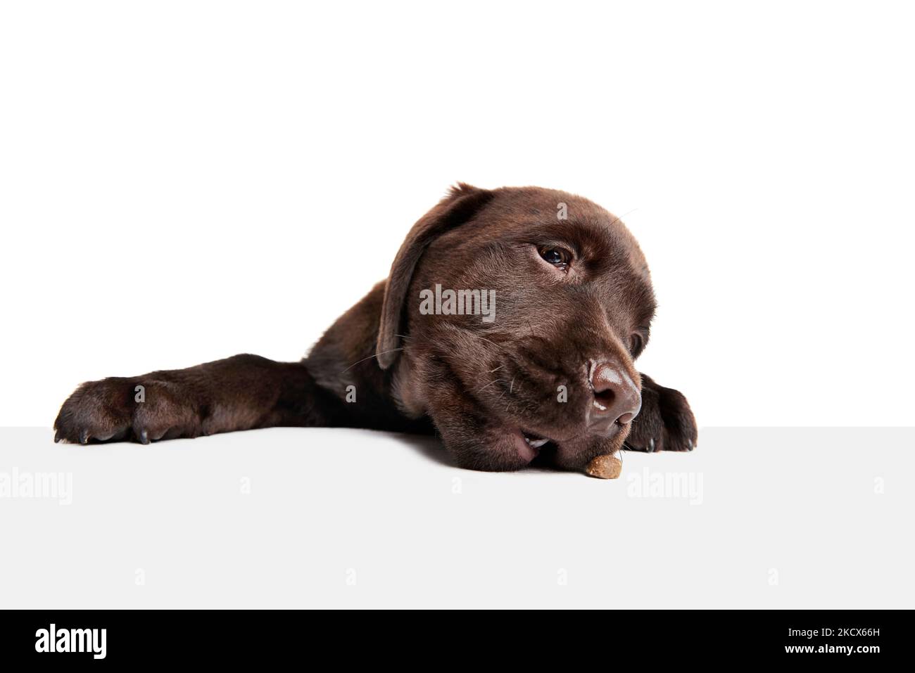 Portrait of cute dog, Labrador puppy eating food from table isolated ...