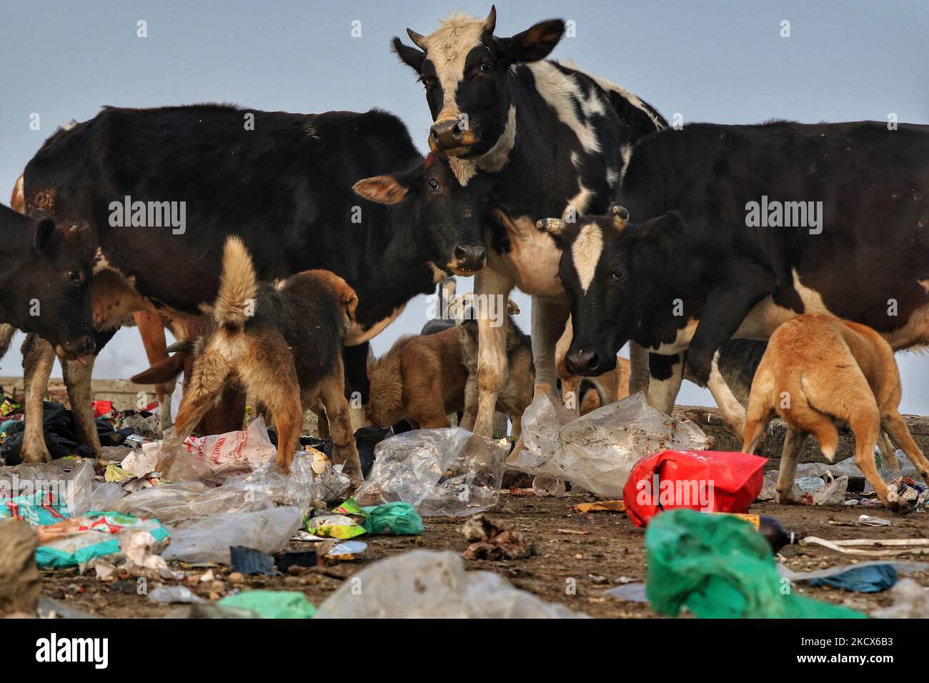 Garbage dump cows eat garbage hi-res stock photography and images - Alamy