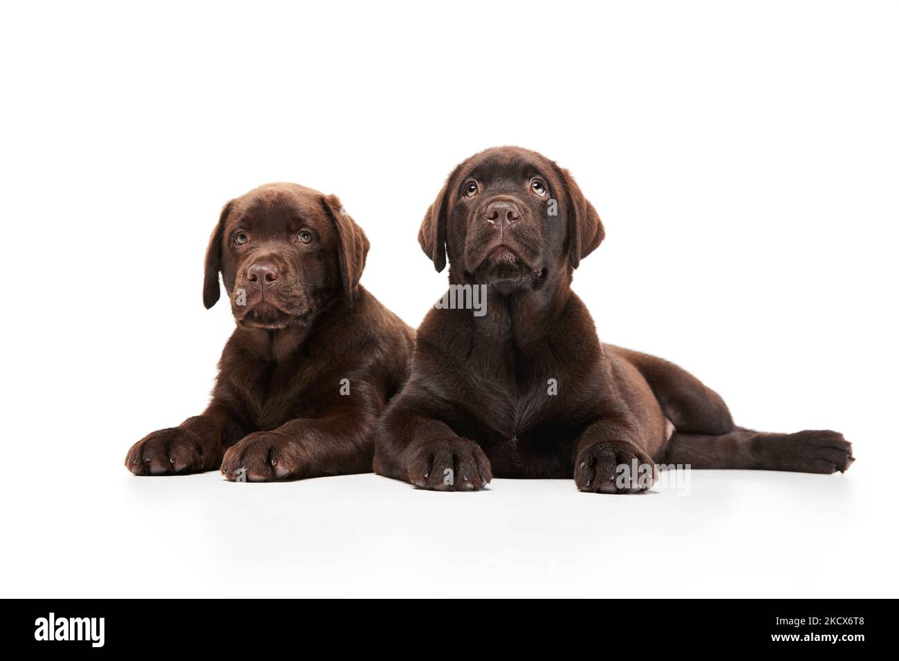 Portrait of two cute dogs, Labrador puppy calmly lying on floor ...