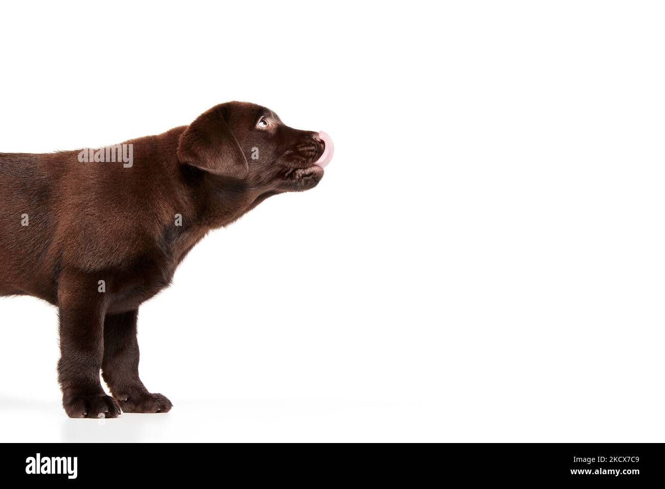 Portrait of cute dog, Labrador puppy posing with tongue sticking out ...