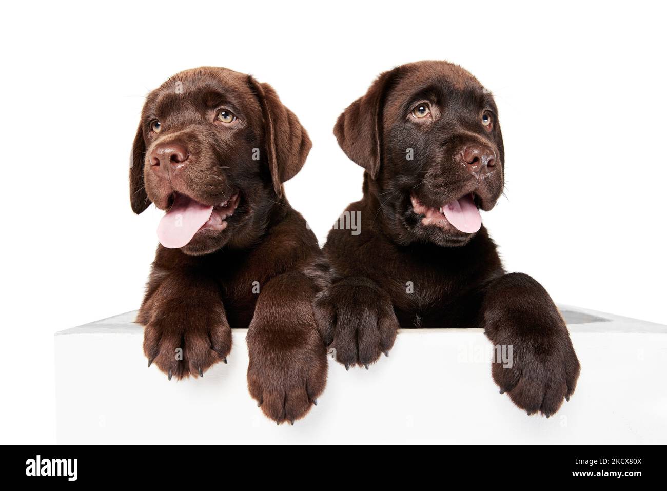 Portrait of cute little dogs, Labrador puppies peeking out table with ...