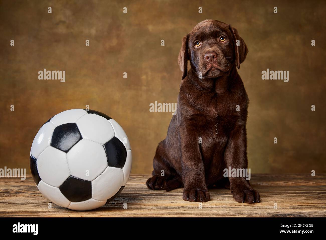 Portrait of cute dog, Labrador puppy posing with football ball isolated ...