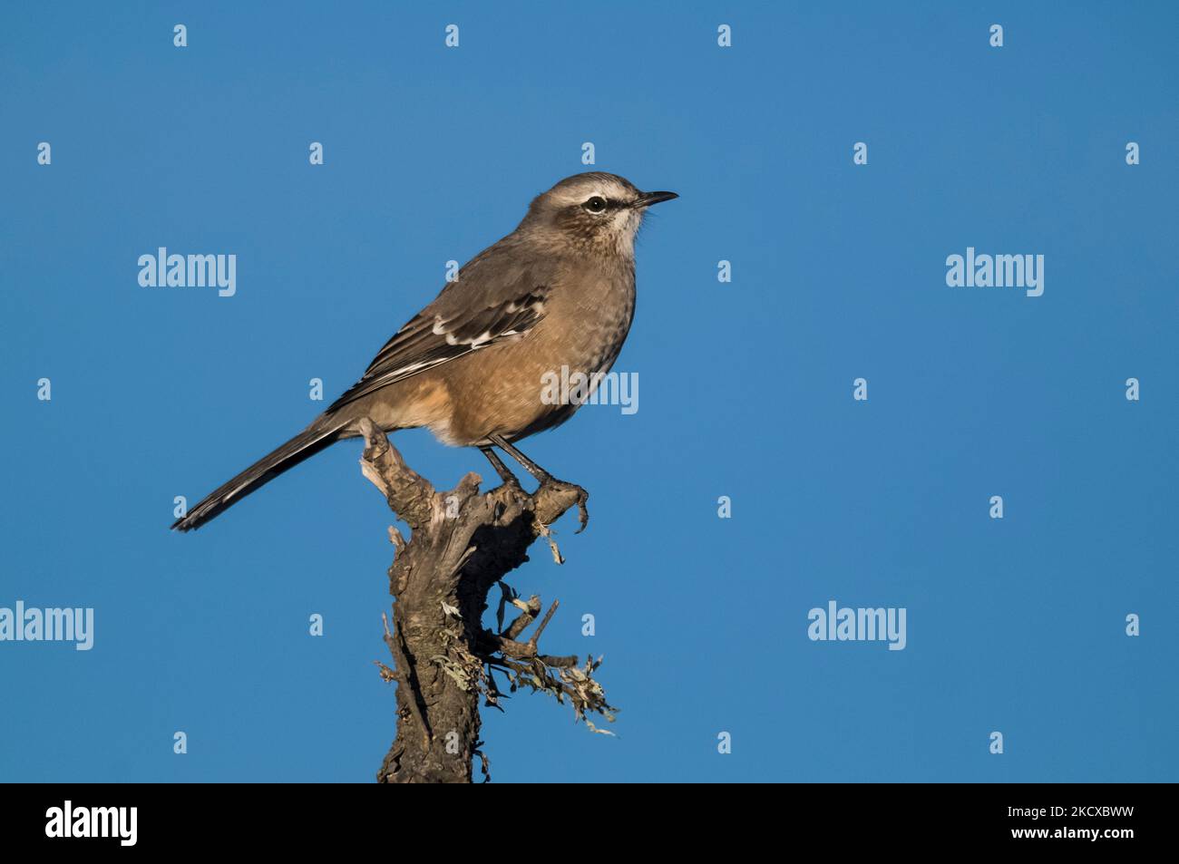 Patagonian Mockingbird, Peninsula Valdes, Patagonia Argentina Stock ...