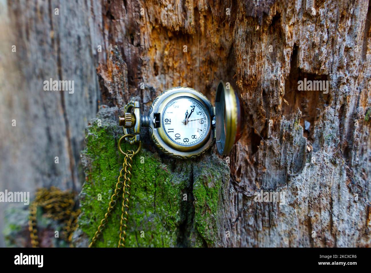Bronze toned old fashioned pocket watch inside an old tree Stock Photo ...