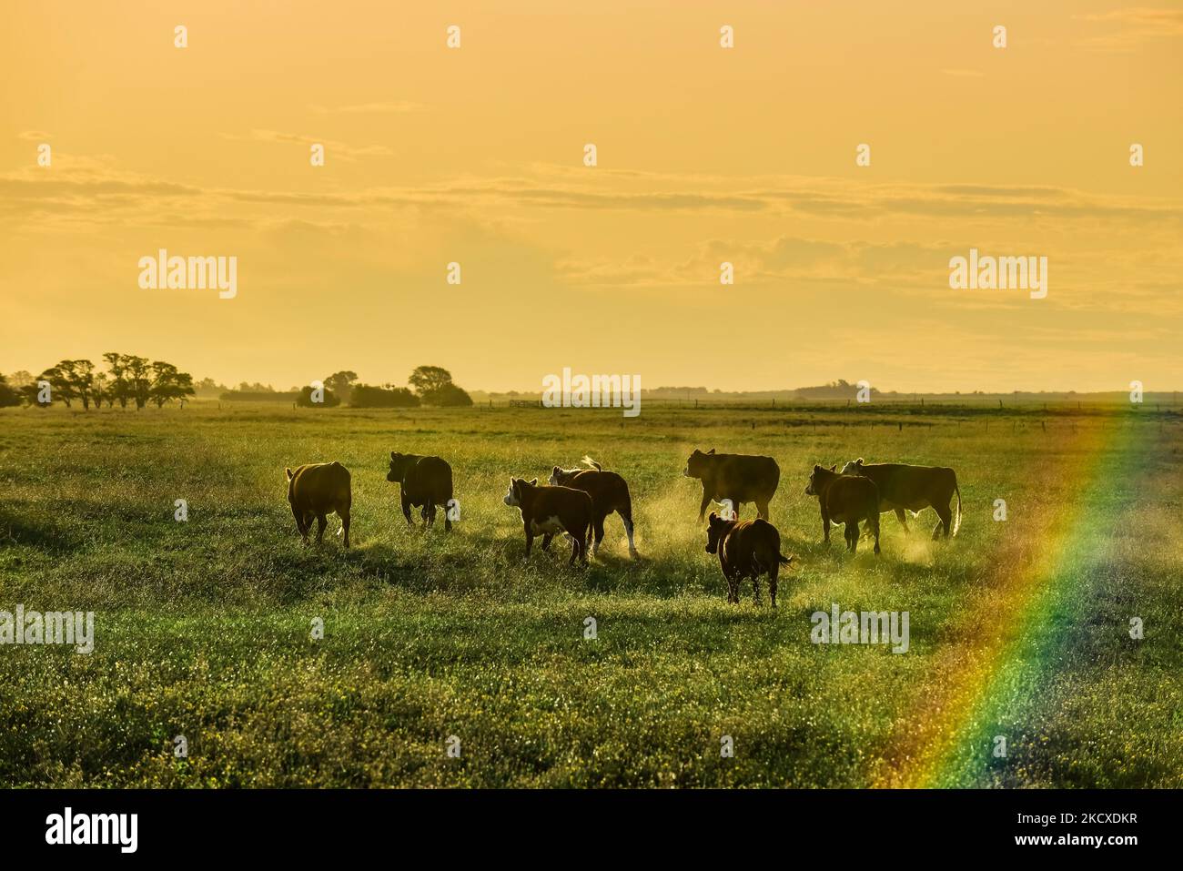 Cows raised with natural pastures, meat production in the Argentine ...