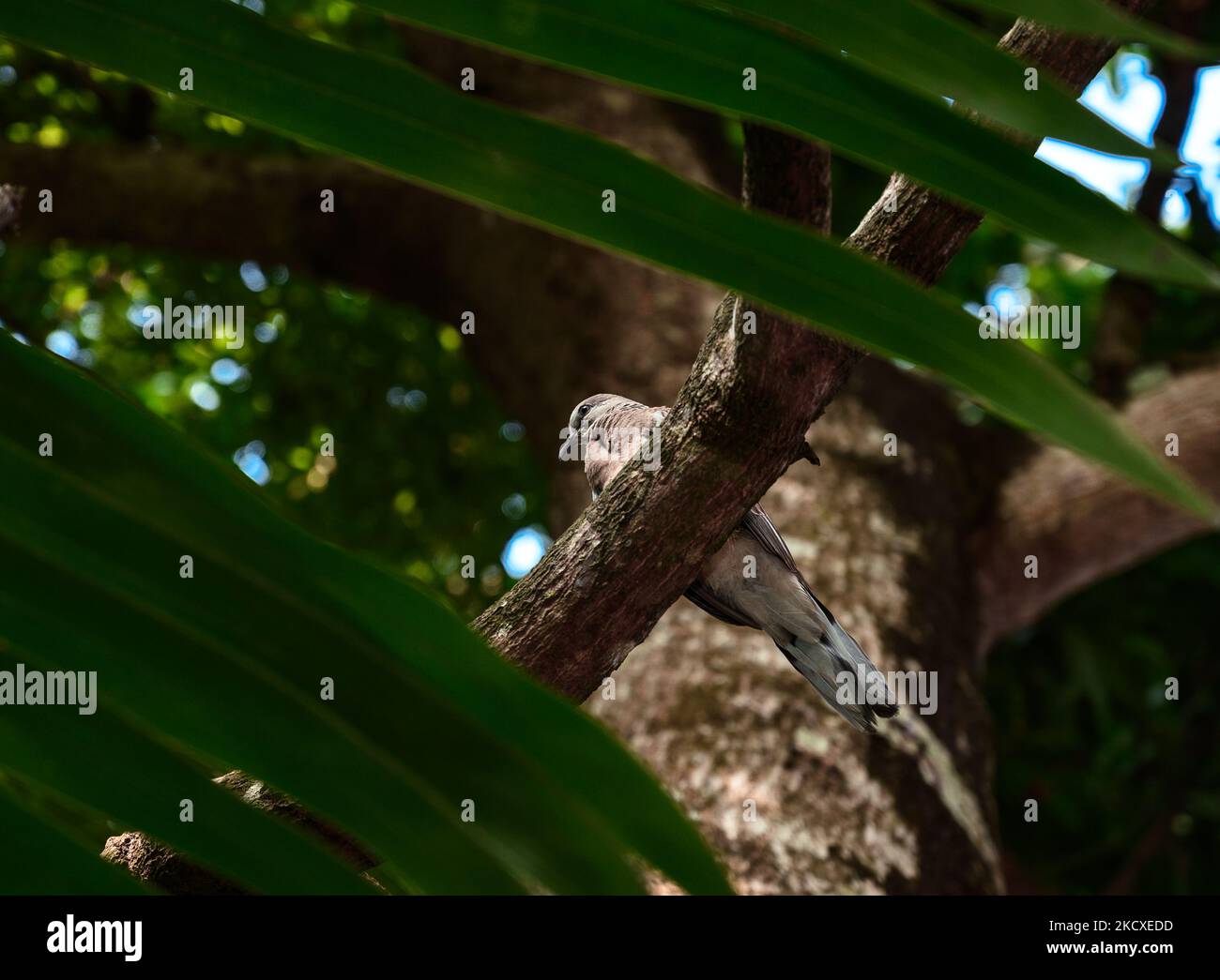 A spotted dove (Spilopelia chinensis) bird chick peeked out of a mango ...