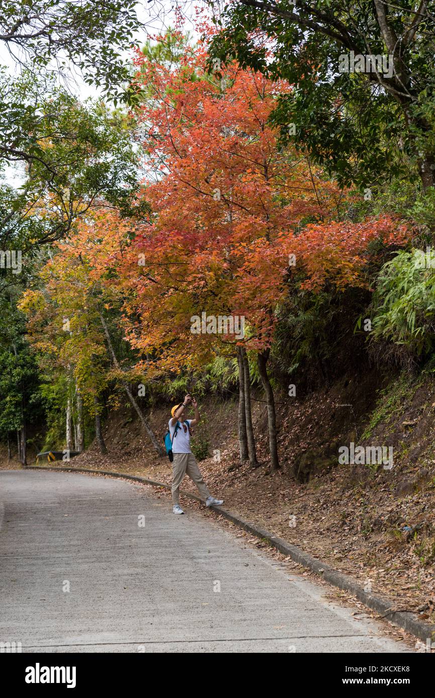 Hong Kong, China, 7 Dec 2021, A man takes pictures of fall colors on a ...