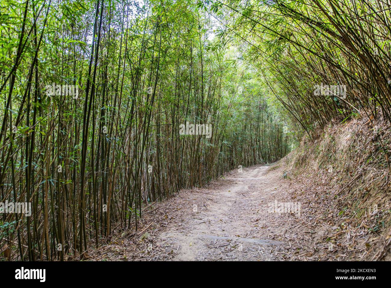 Hong Kong, China, 7 Dec 2021, A bamboo path on the ancient path from ...