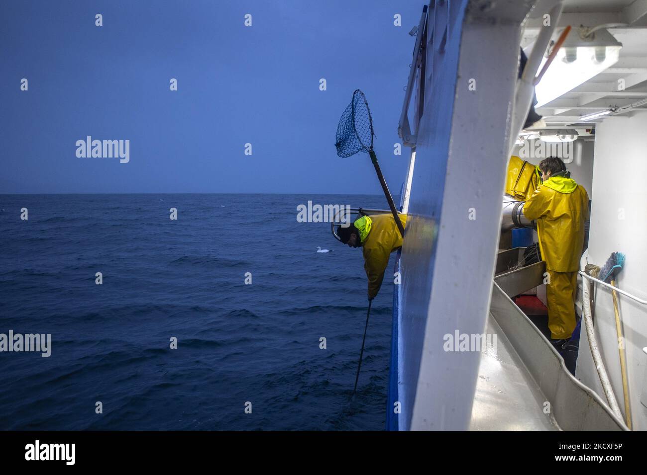 A fisherman pulls out the first buoy of the day. He points out where ...