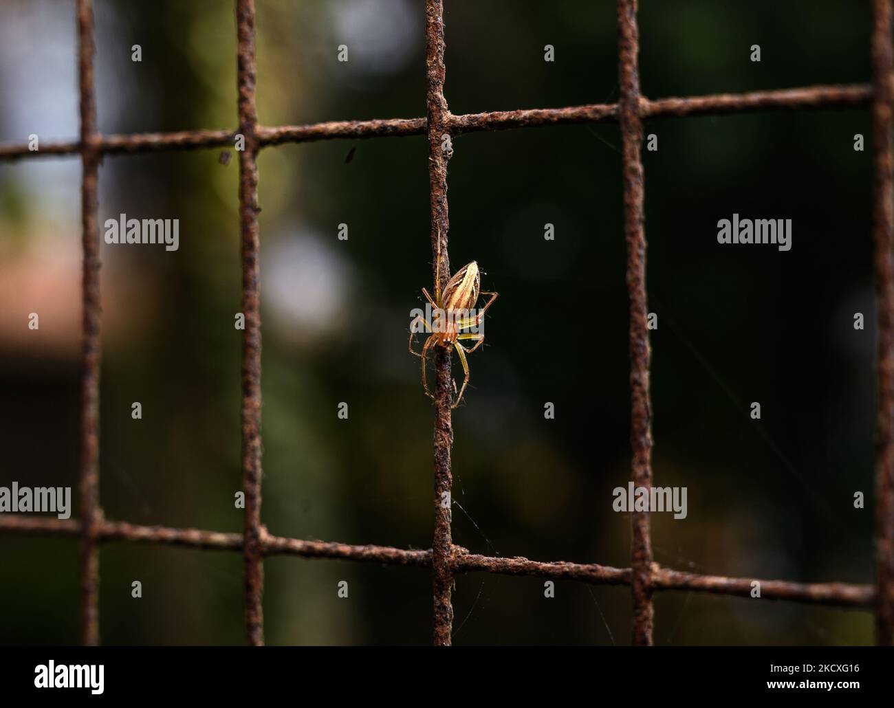 A striped lynx spider (Oxyopes javanus Thorell) is climbing through the ...