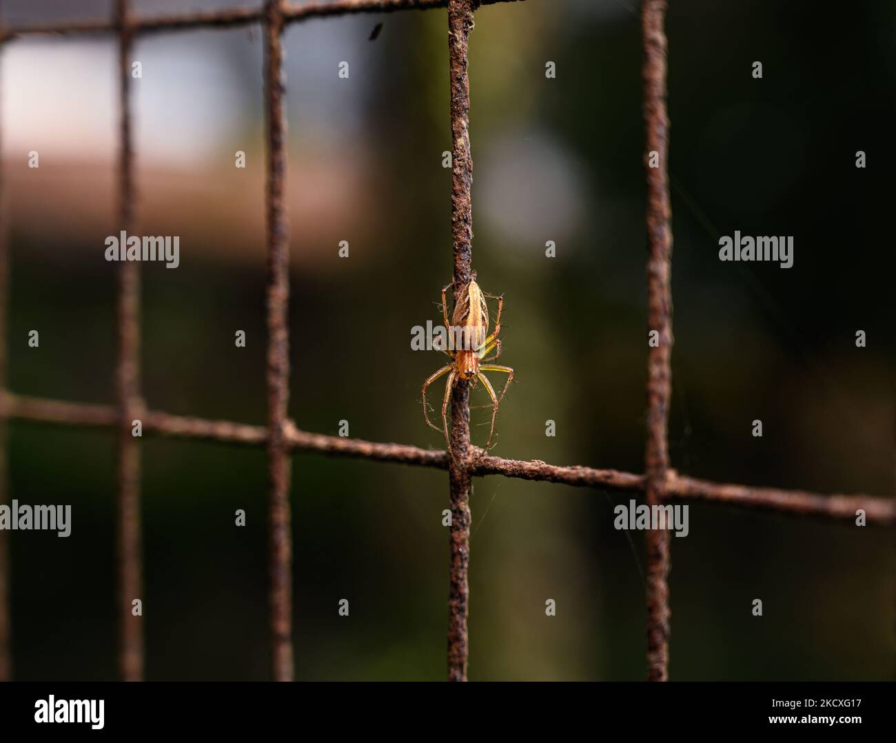 A striped lynx spider (Oxyopes javanus Thorell) is climbing through the ...