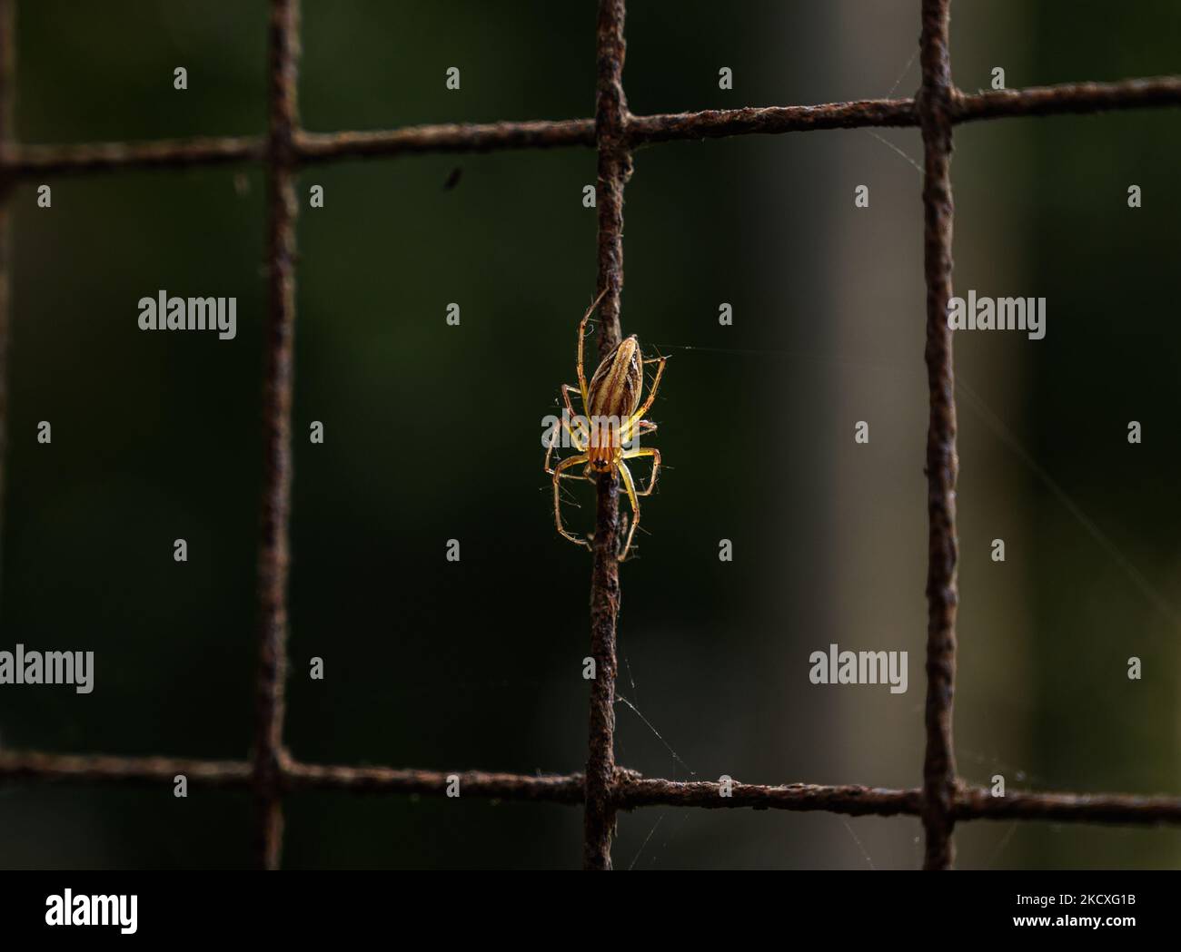 A striped lynx spider (Oxyopes javanus Thorell) is climbing through the ...