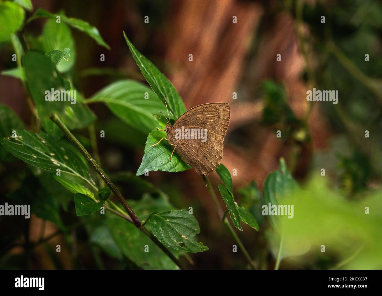 A Nymphalidae family Butterfly in dry season form camouflage of dry ...