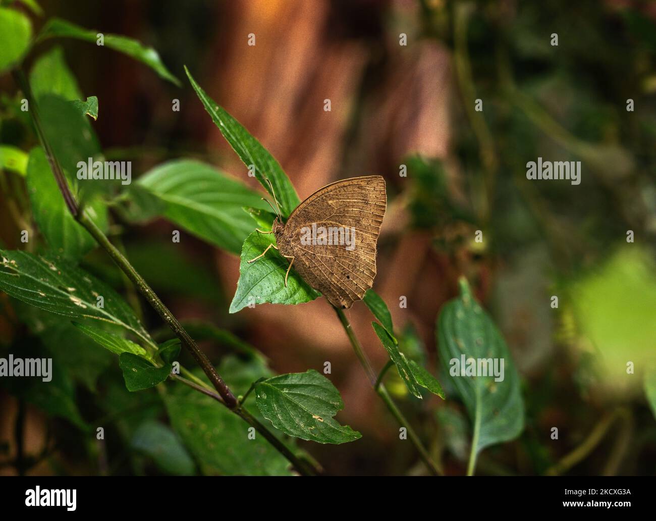 A Nymphalidae family Butterfly in dry season form camouflage of dry ...