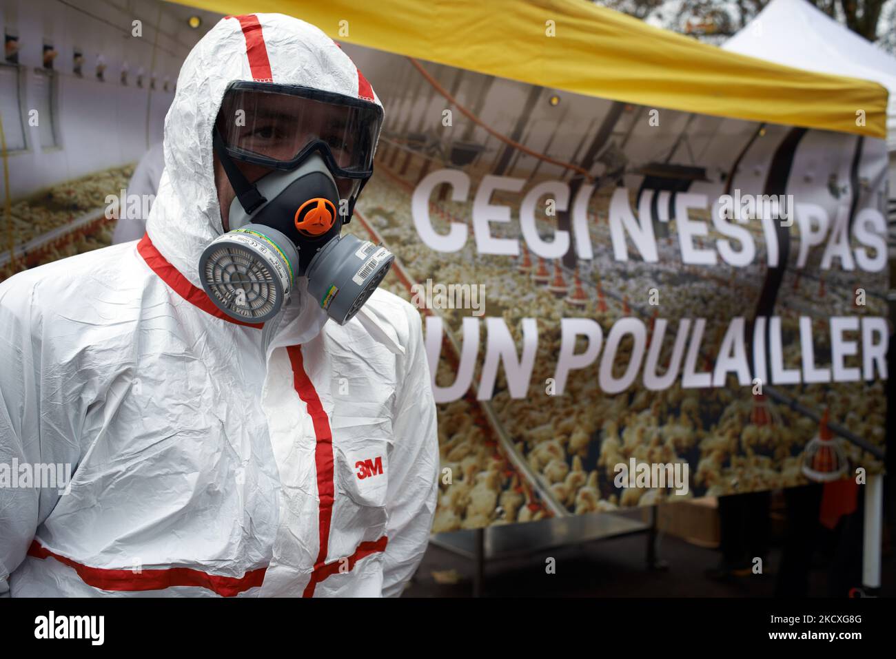 A farmer wearing a protective suit used in intensive poultry farming ...