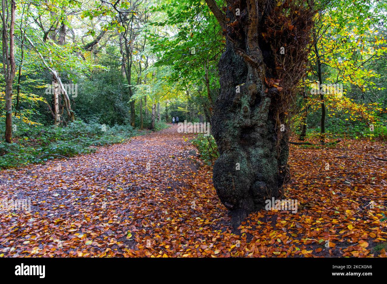 A Spooky looking tree in Merrions Wood, Walsall West Midlands Stock ...