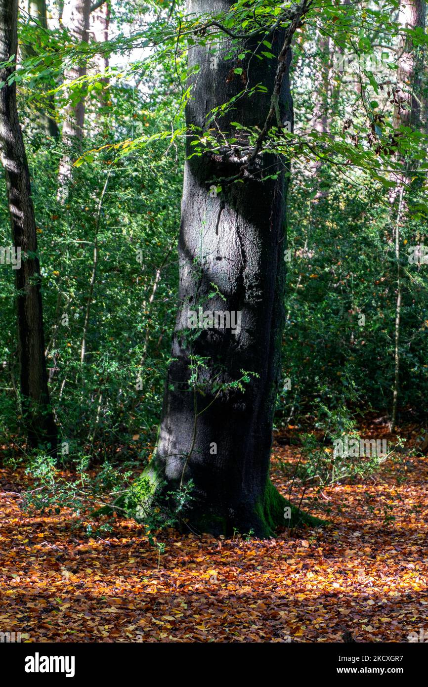 Autumn in the Woods at Sutton Park, West Midlands Stock Photo - Alamy