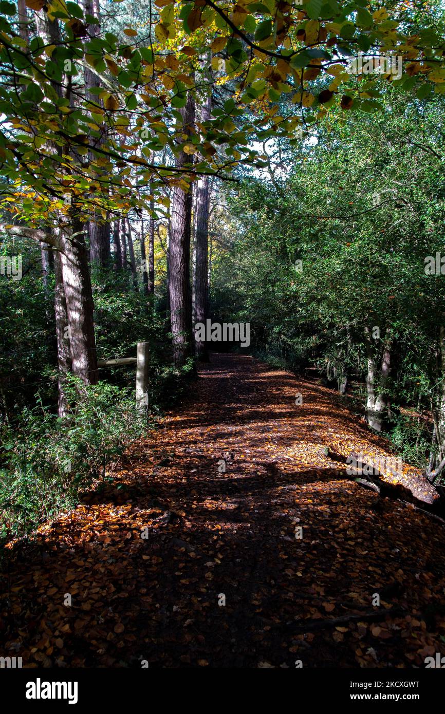 Autumn in the Woods at Sutton Park, West Midlands Stock Photo - Alamy