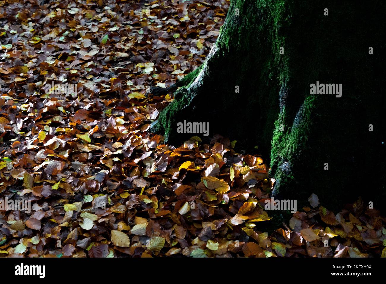 Autumn in the Woods at Sutton Park, West Midlands Stock Photo - Alamy