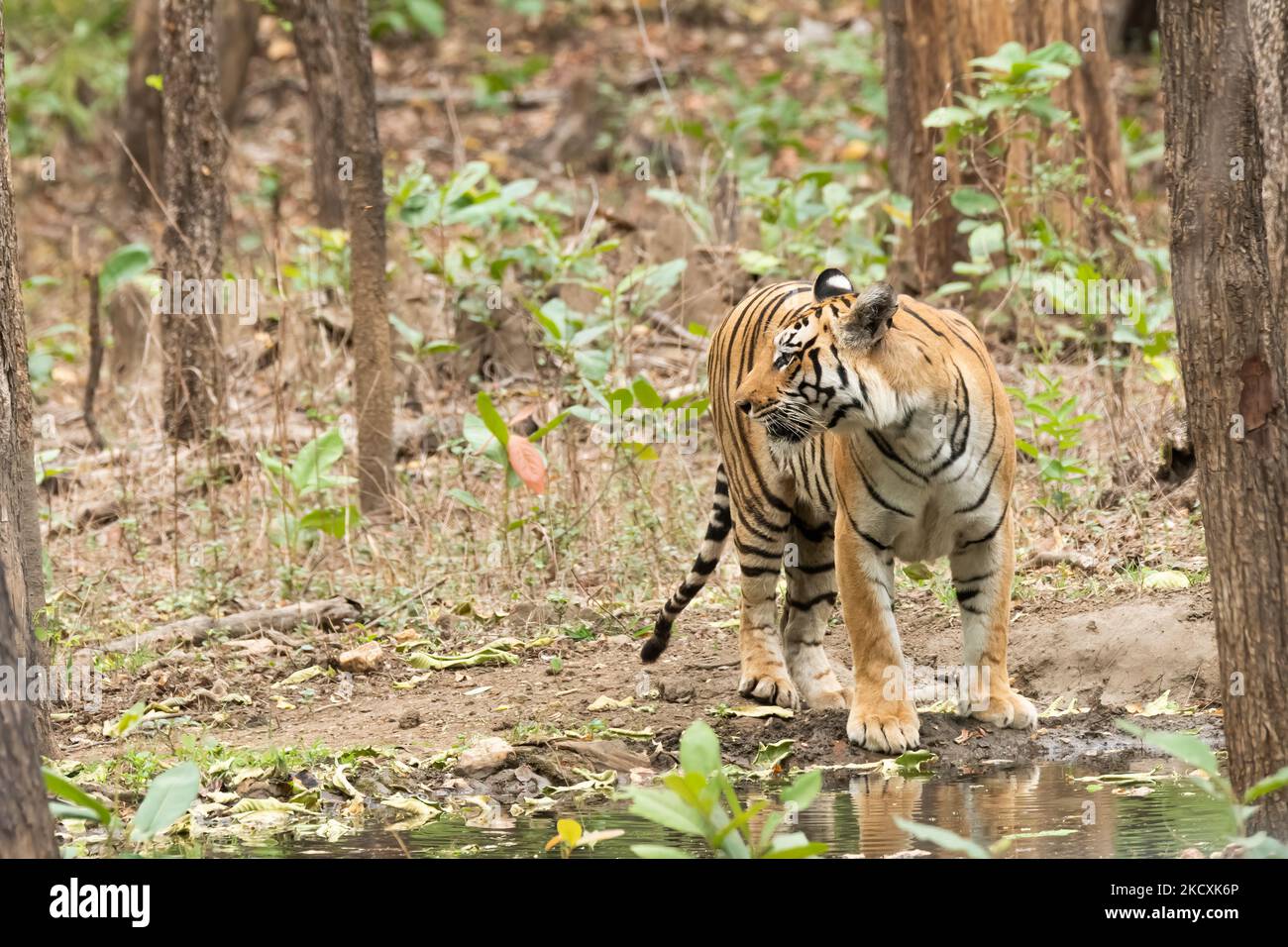 A female tigress walking inside her territory in Pench National Park ...