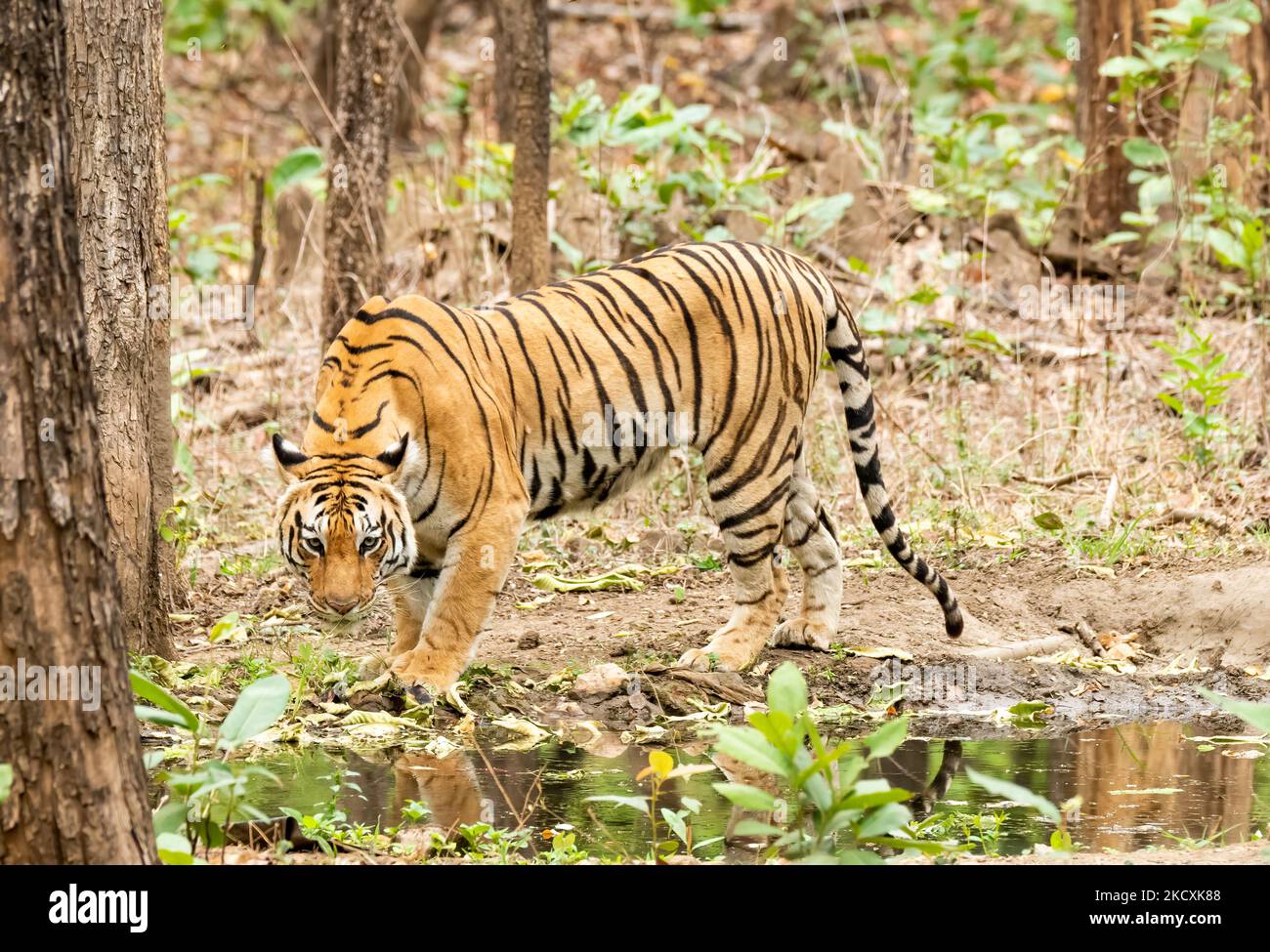 A female tigress walking inside her territory in Pench National Park ...
