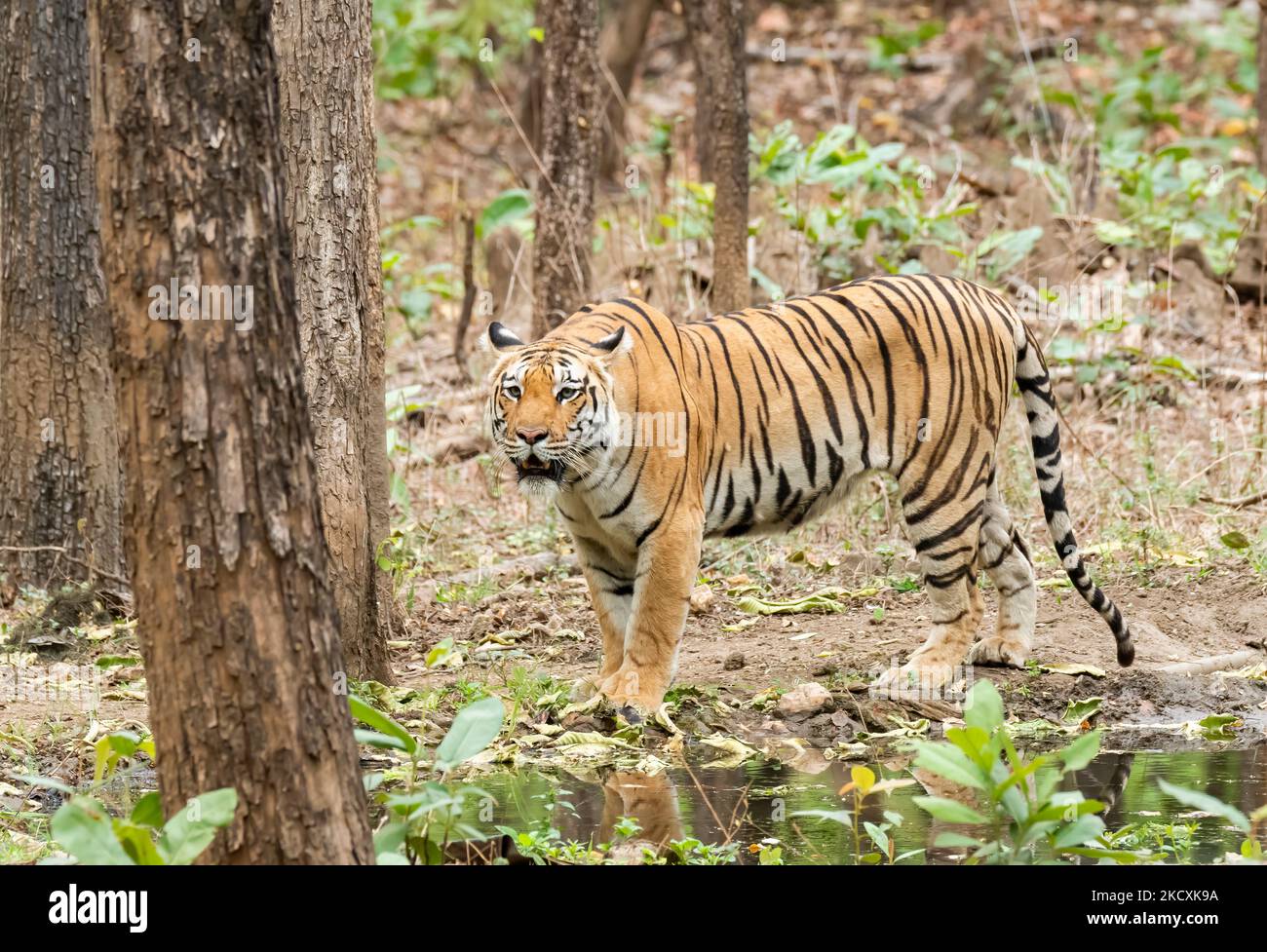 A female tigress walking inside her territory in Pench National Park ...