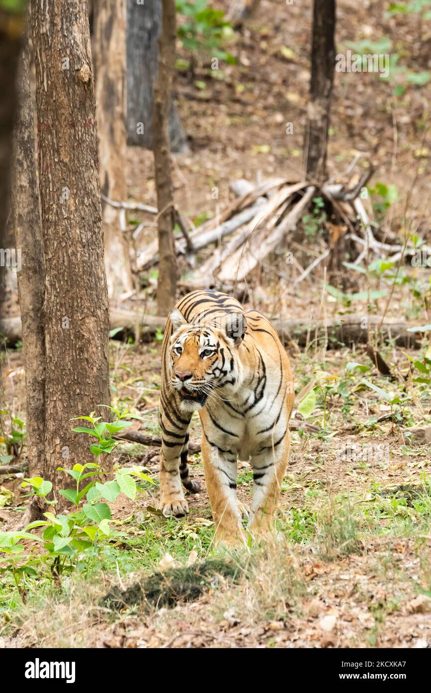A female tigress walking inside her territory in Pench National Park ...