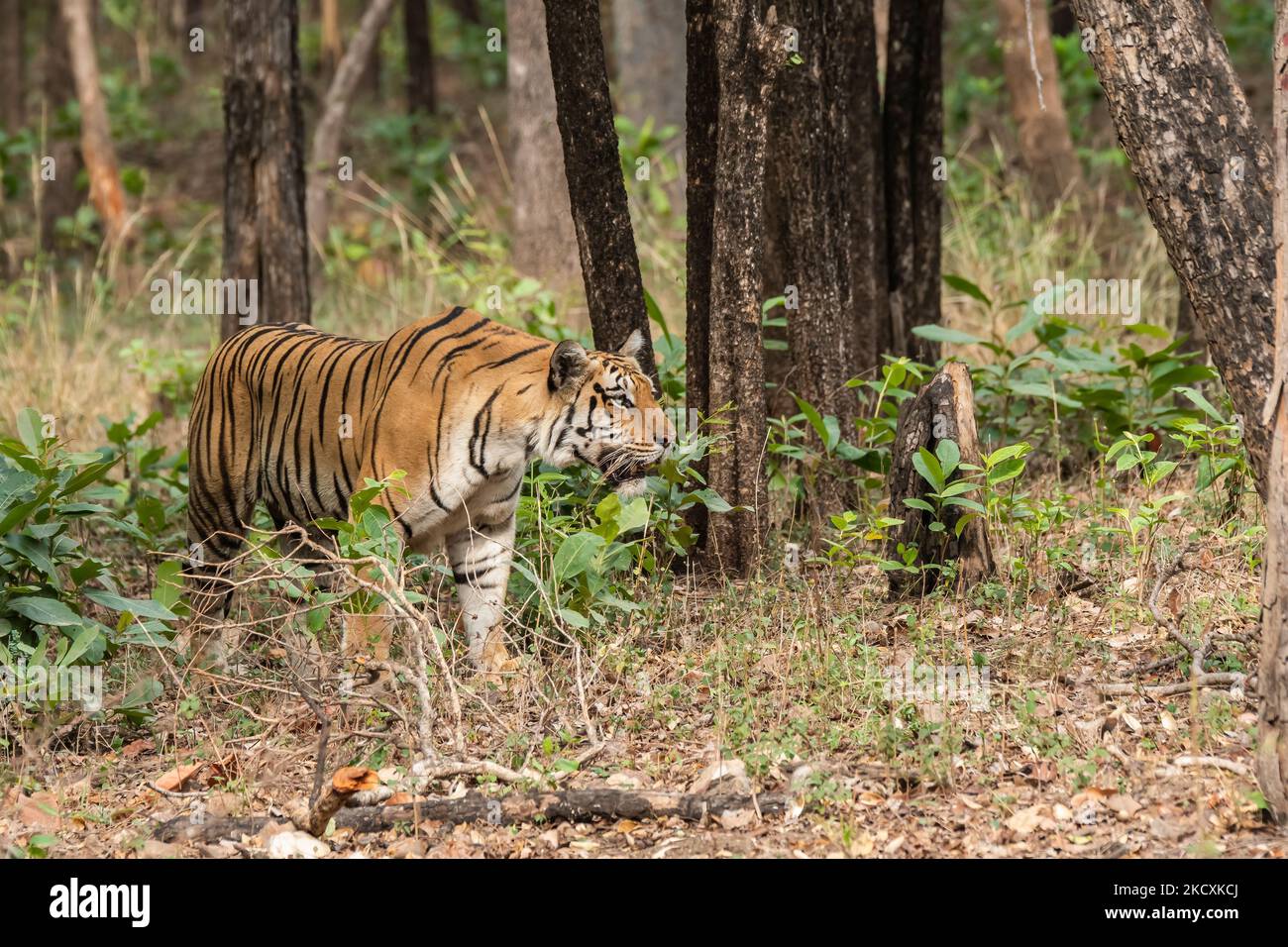 A female tigress walking inside her territory in Pench National Park ...