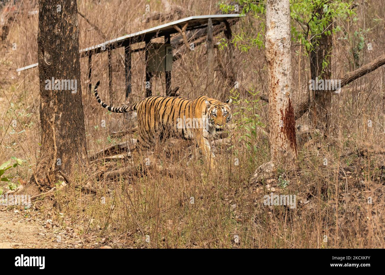 A female tigress walking inside her territory in Pench National Park ...