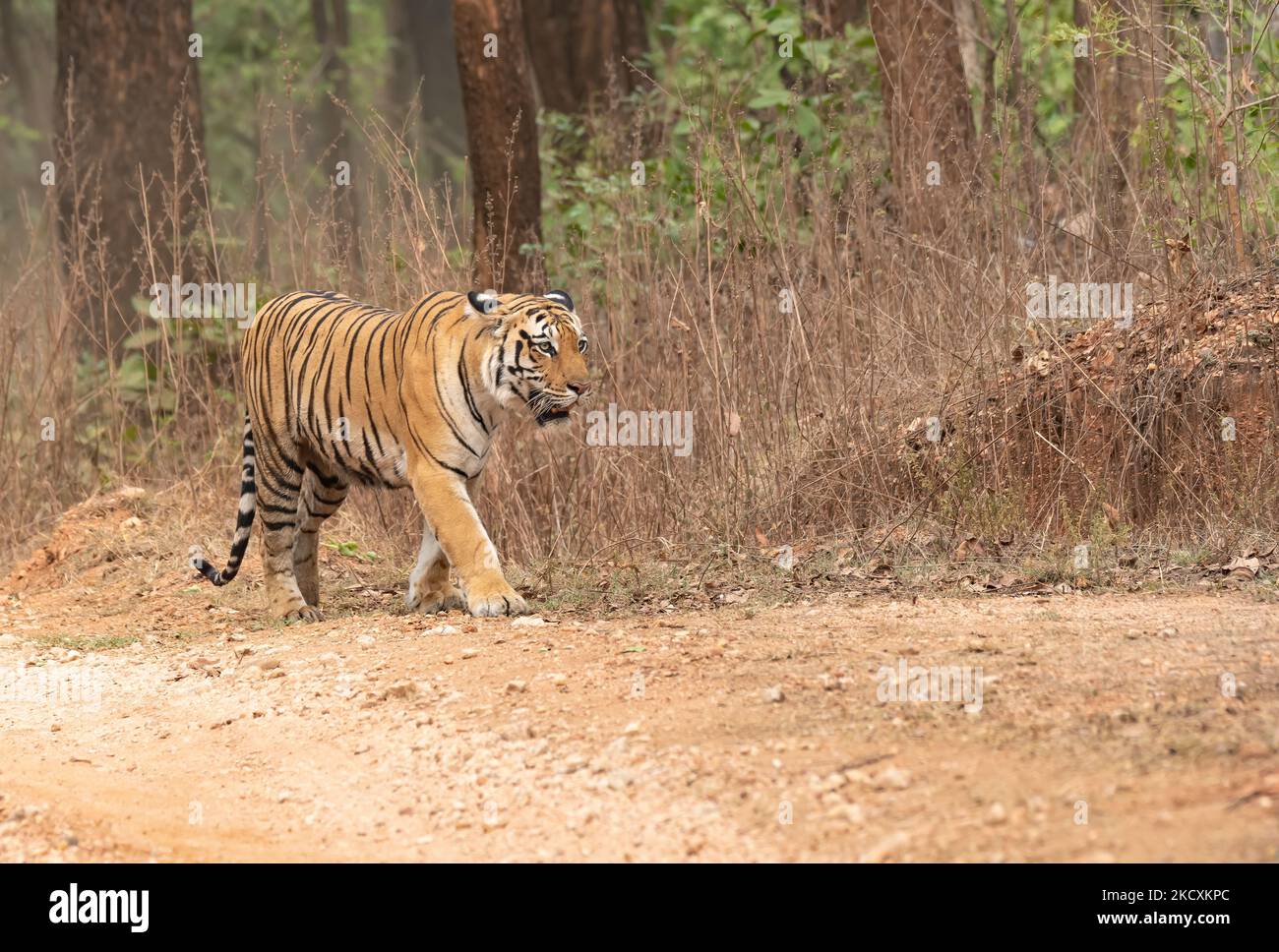 A female tigress walking inside her territory in Pench National Park ...