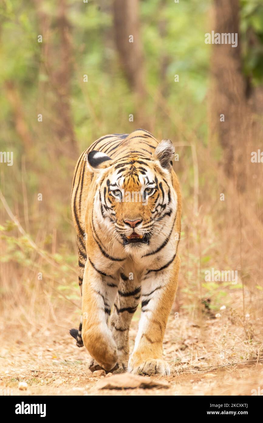 A female tigress walking inside her territory in Pench National Park ...
