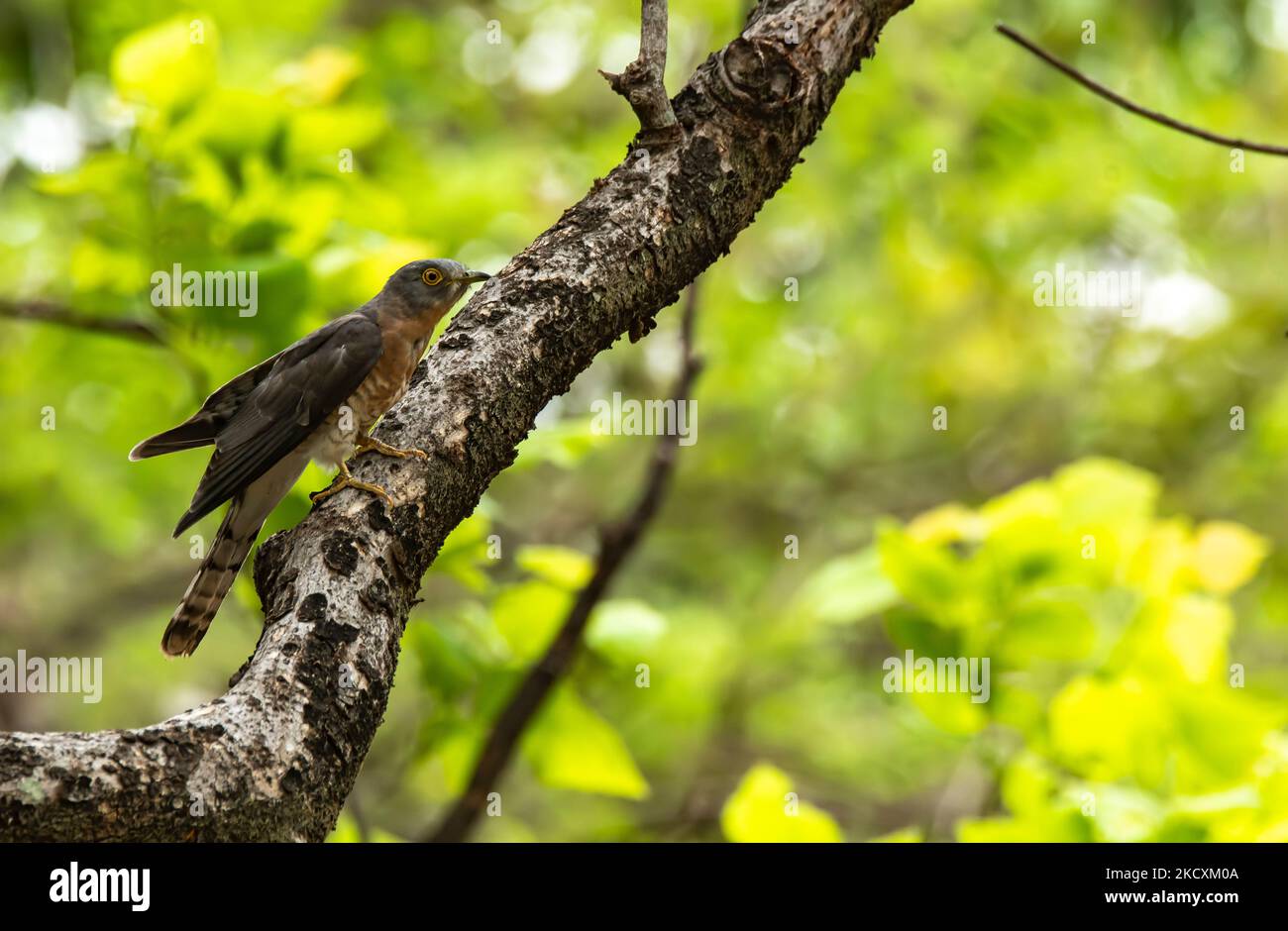 A Common Hawk cuckoo perched on a tree branch inside Pench National ...