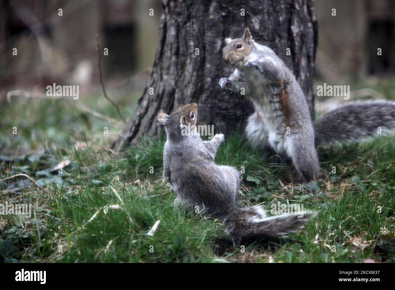 Squirrel Mating