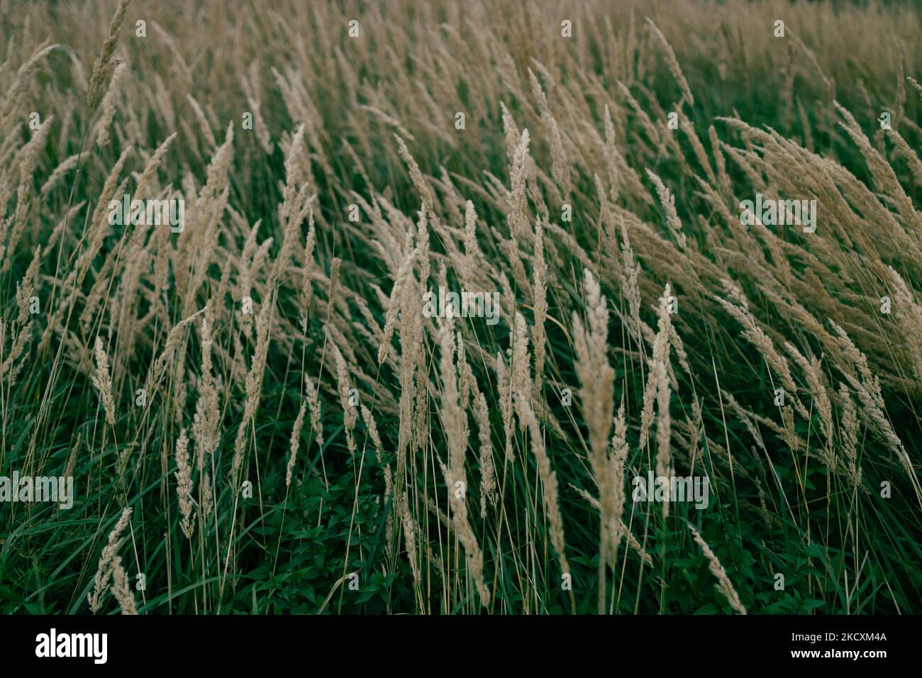 Pampas grass outdoor in light pastel colors. Dry reeds boho style ...