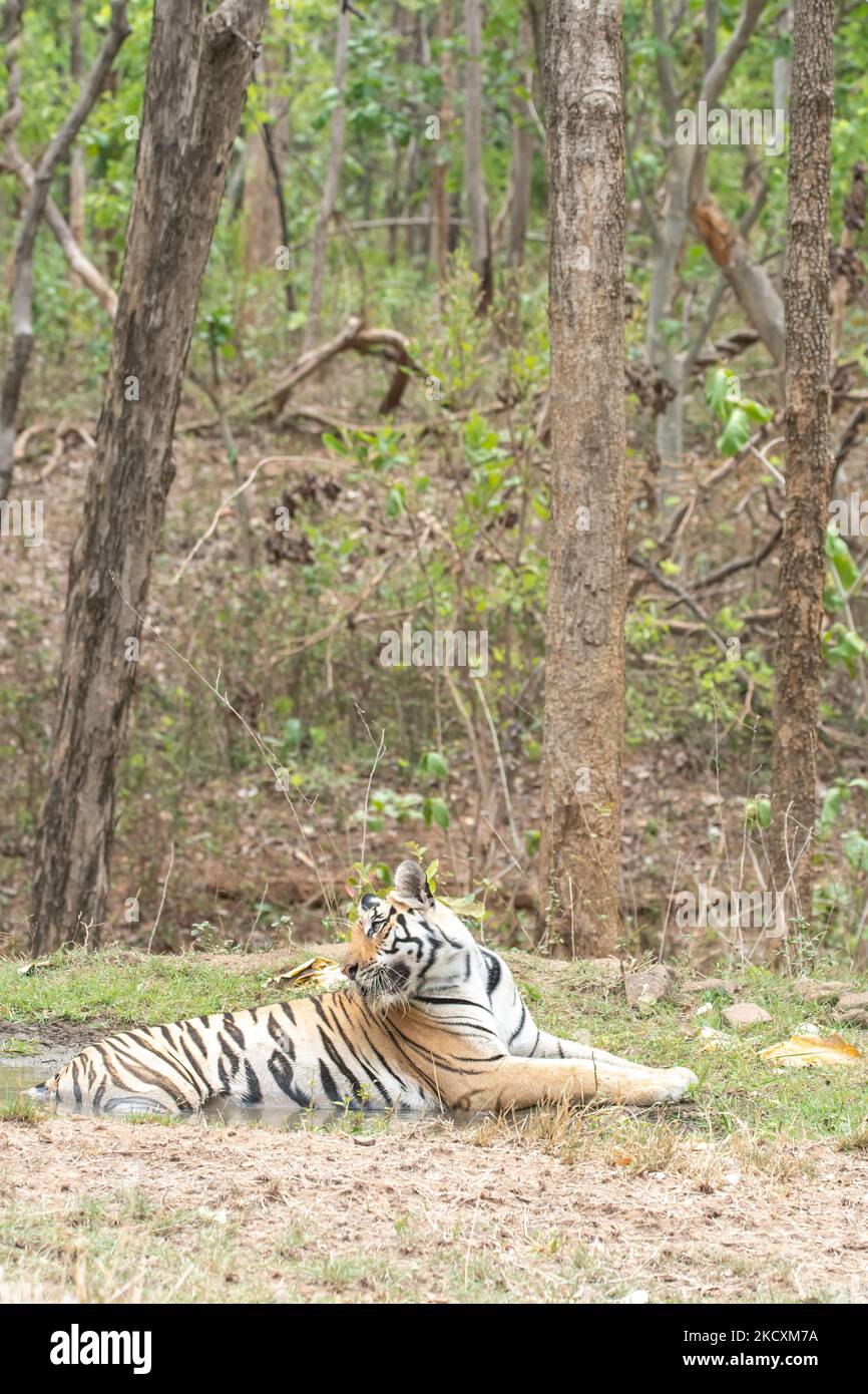 A female tigress walking inside her territory in Pench National Park ...