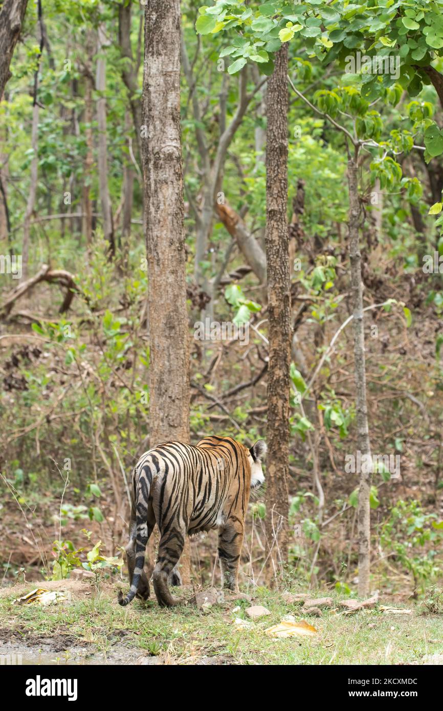 A female tigress walking inside her territory in Pench National Park ...