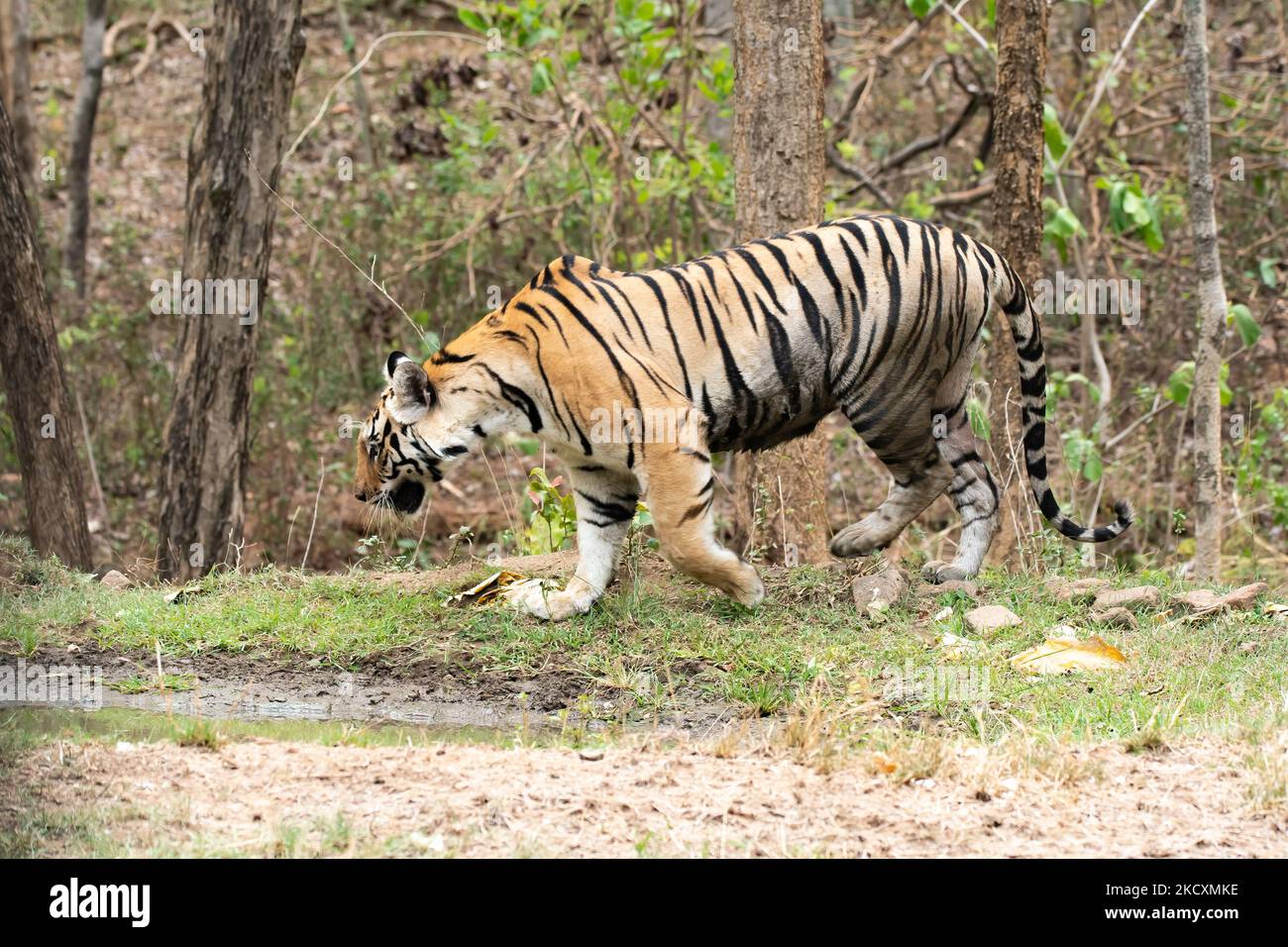 A female tigress walking inside her territory in Pench National Park ...