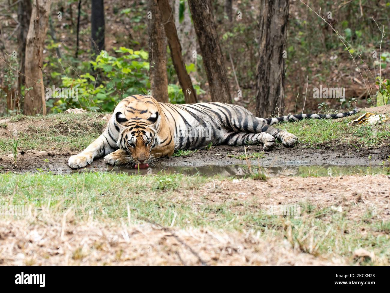 A female tigress drinking water from a waterhole inside her territory ...