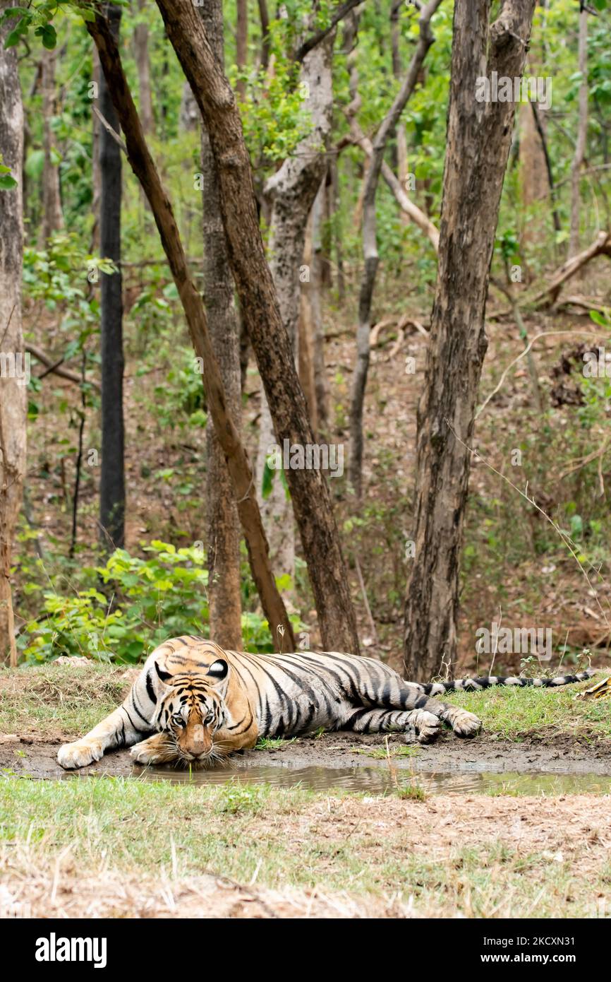 A female tigress drinking water from a waterhole inside her territory ...
