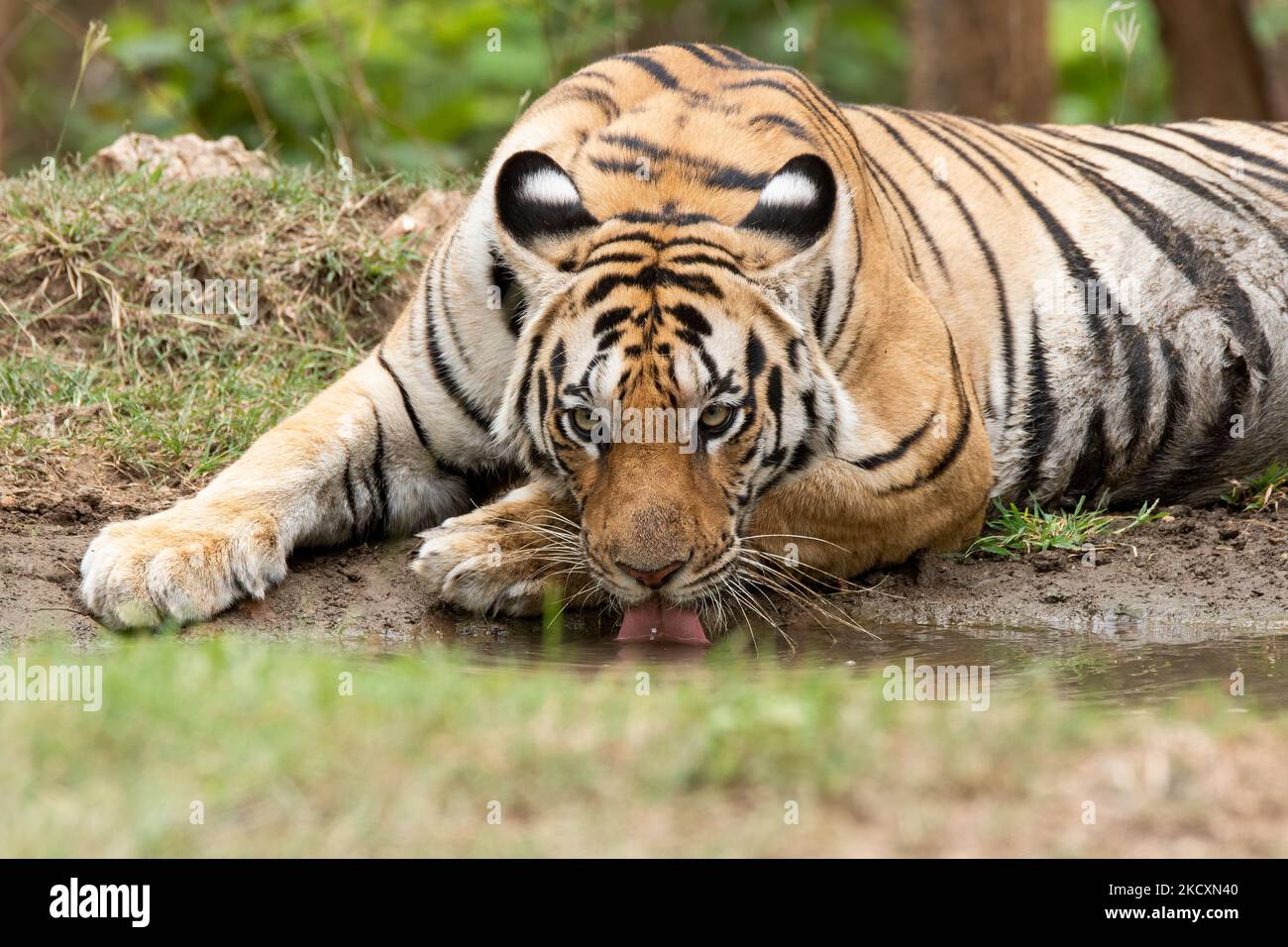A female tigress drinking water from a waterhole inside her territory ...