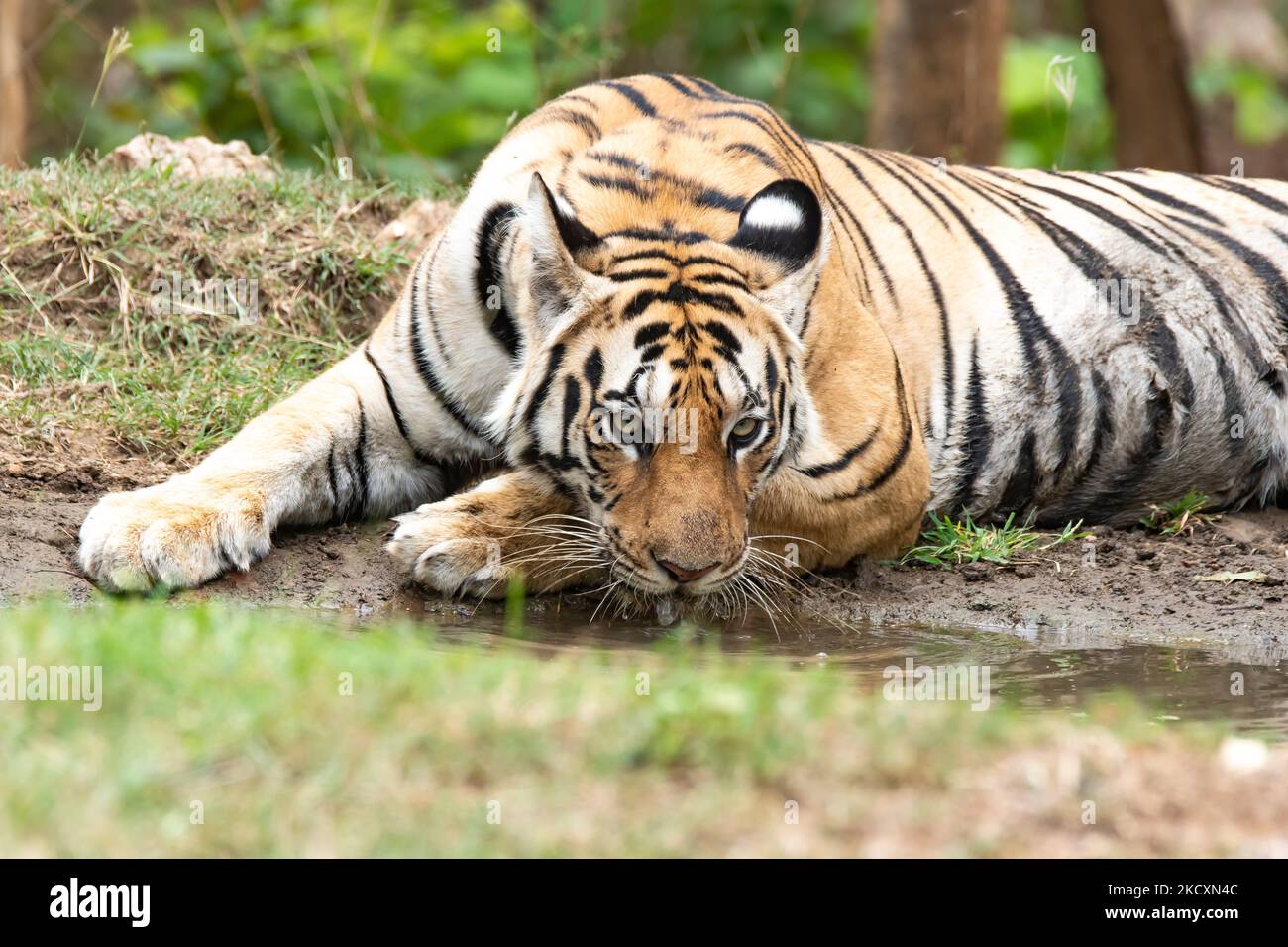 A female tigress drinking water from a waterhole inside her territory ...