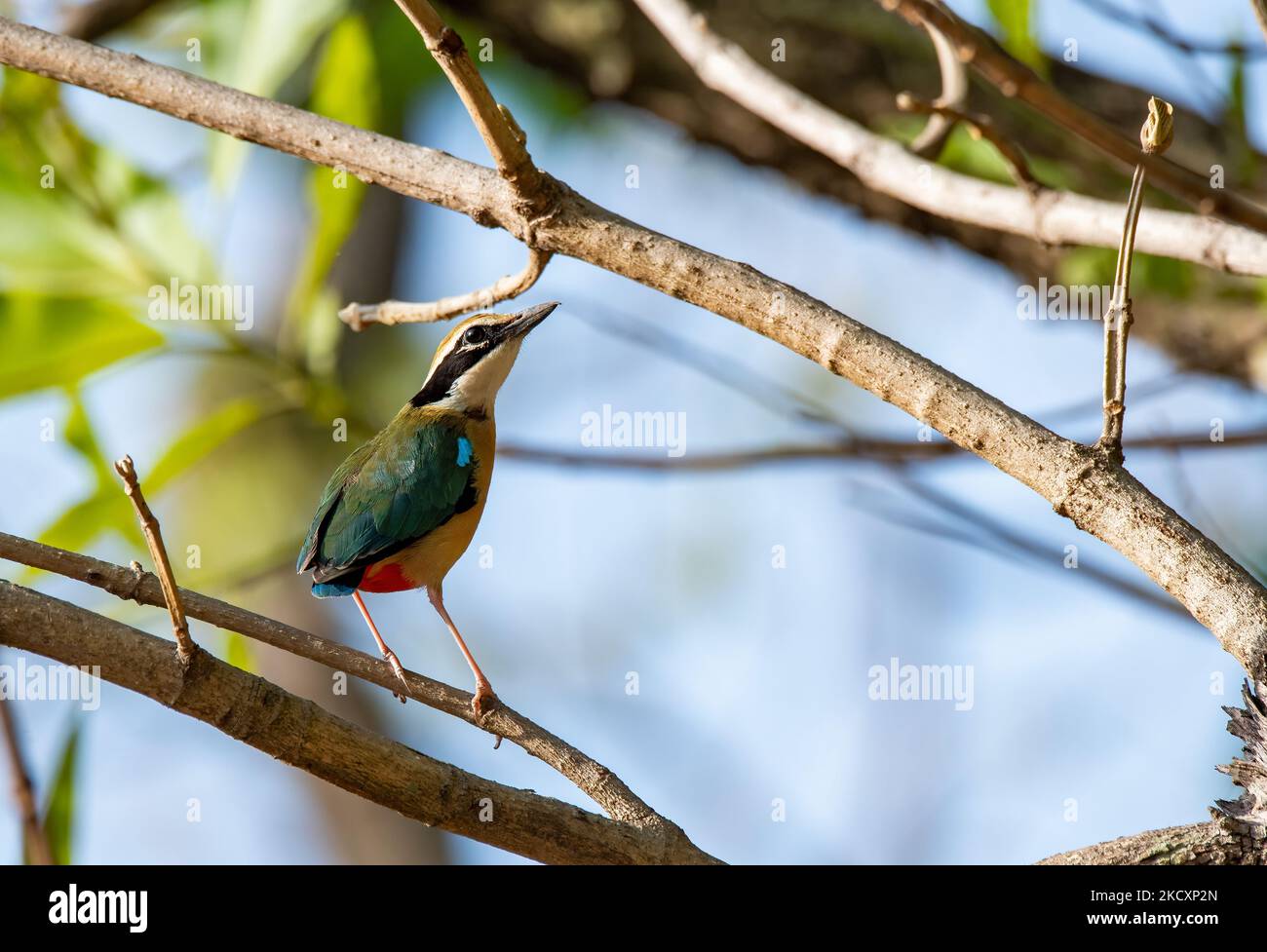 Pench national park bird hi-res stock photography and images - Alamy