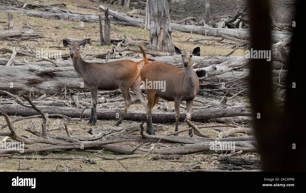 A sambar deer in attention looking for a predator inside Pench National ...