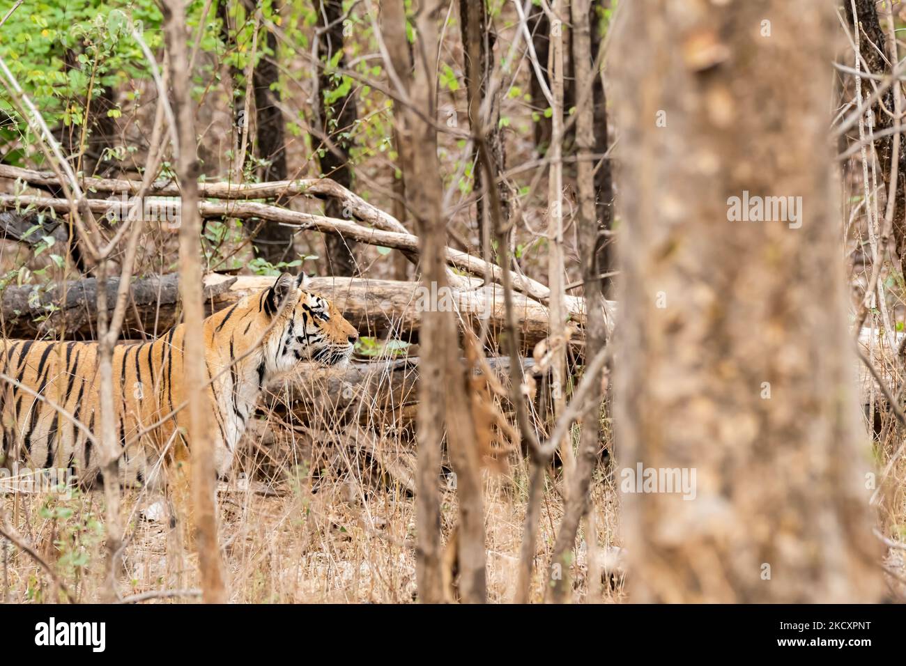 A dominant tigress walking on the safari track inside Pench National ...