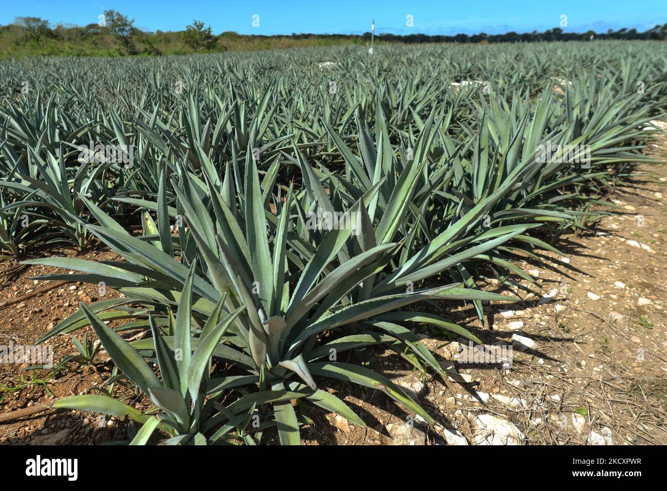 Hacienda san eduardo hi-res stock photography and images - Alamy