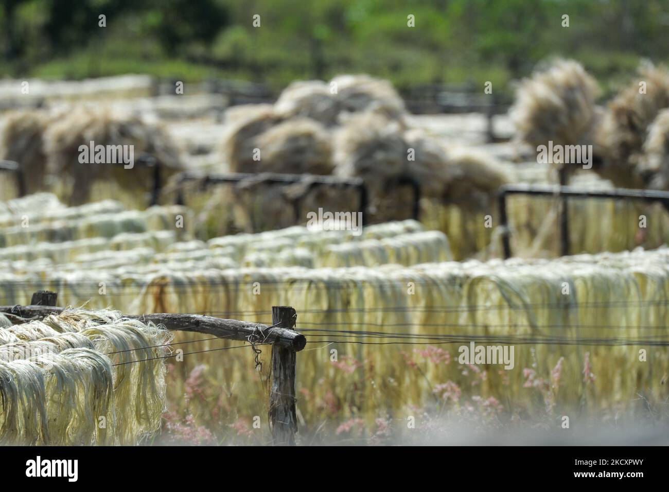 Dried henequen fiber hi-res stock photography and images - Alamy