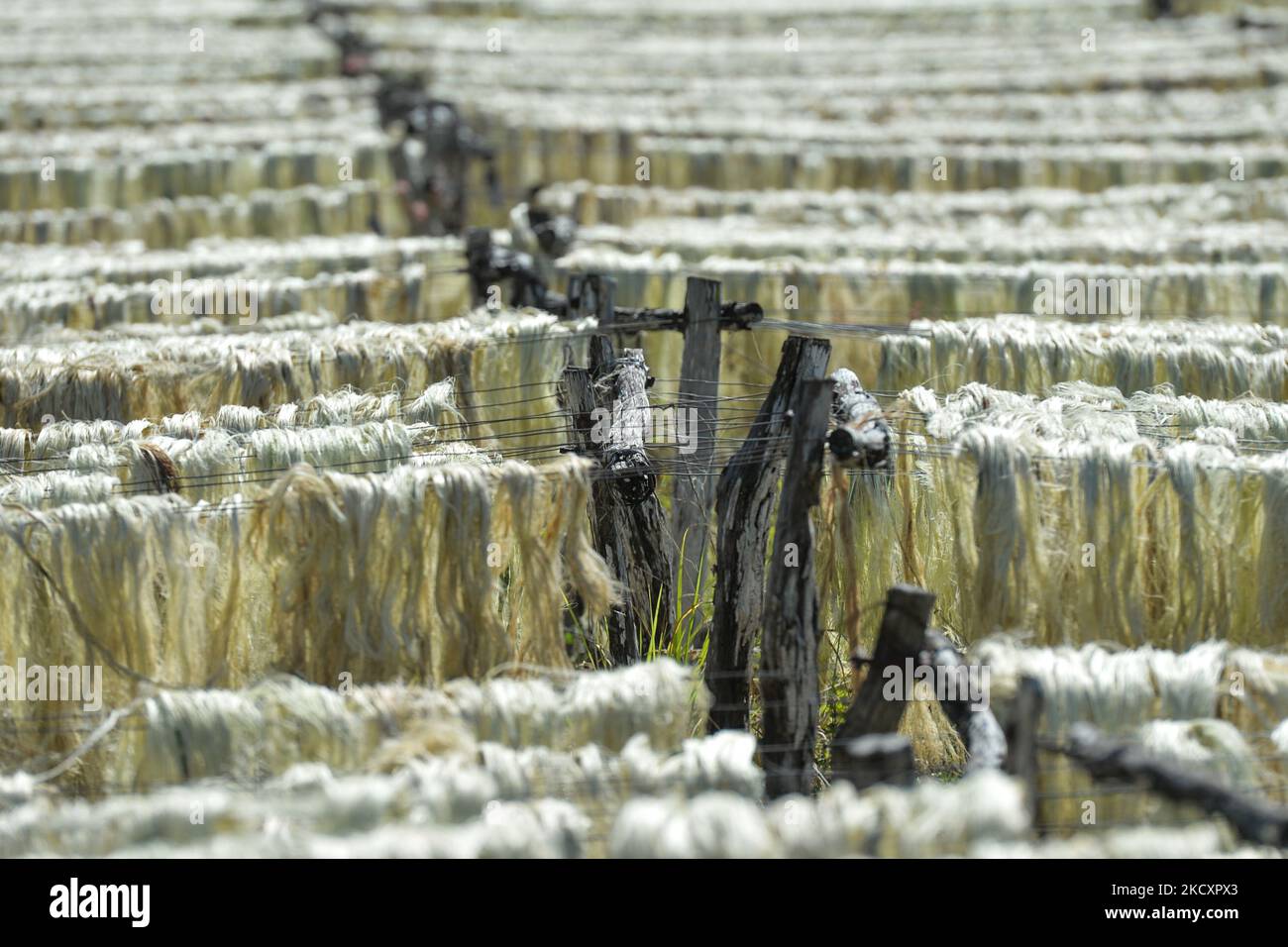 Racks of dried henequen fiber at San Eduardo hacienda (Saint Edward ...
