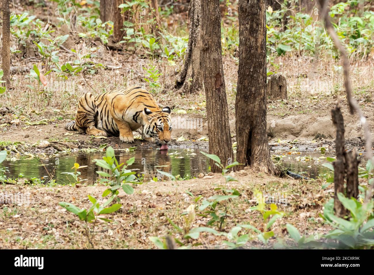A female tigress drinking water from a waterhole inside her territory ...