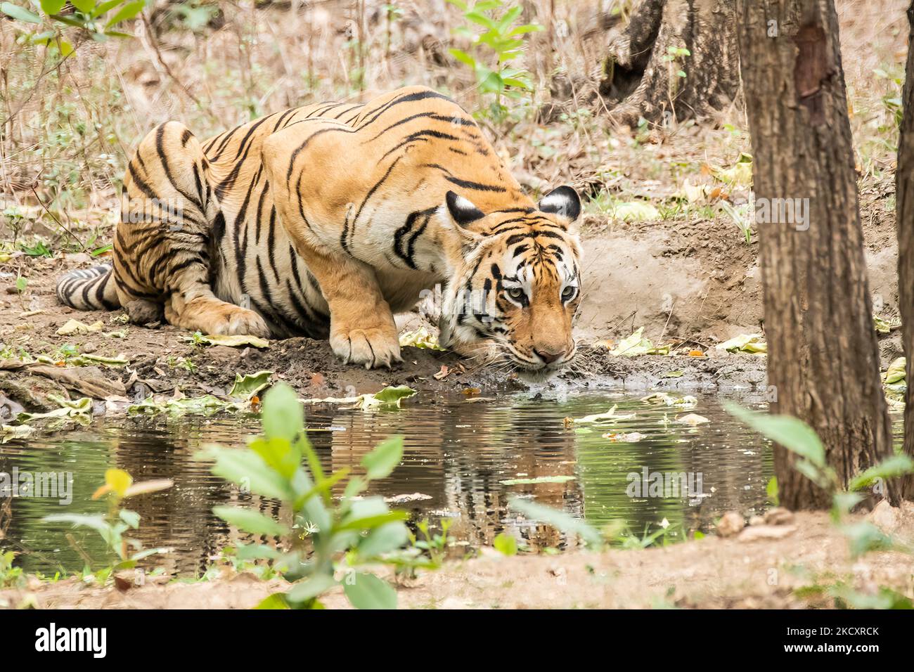 A female tigress drinking water from a waterhole inside her territory ...