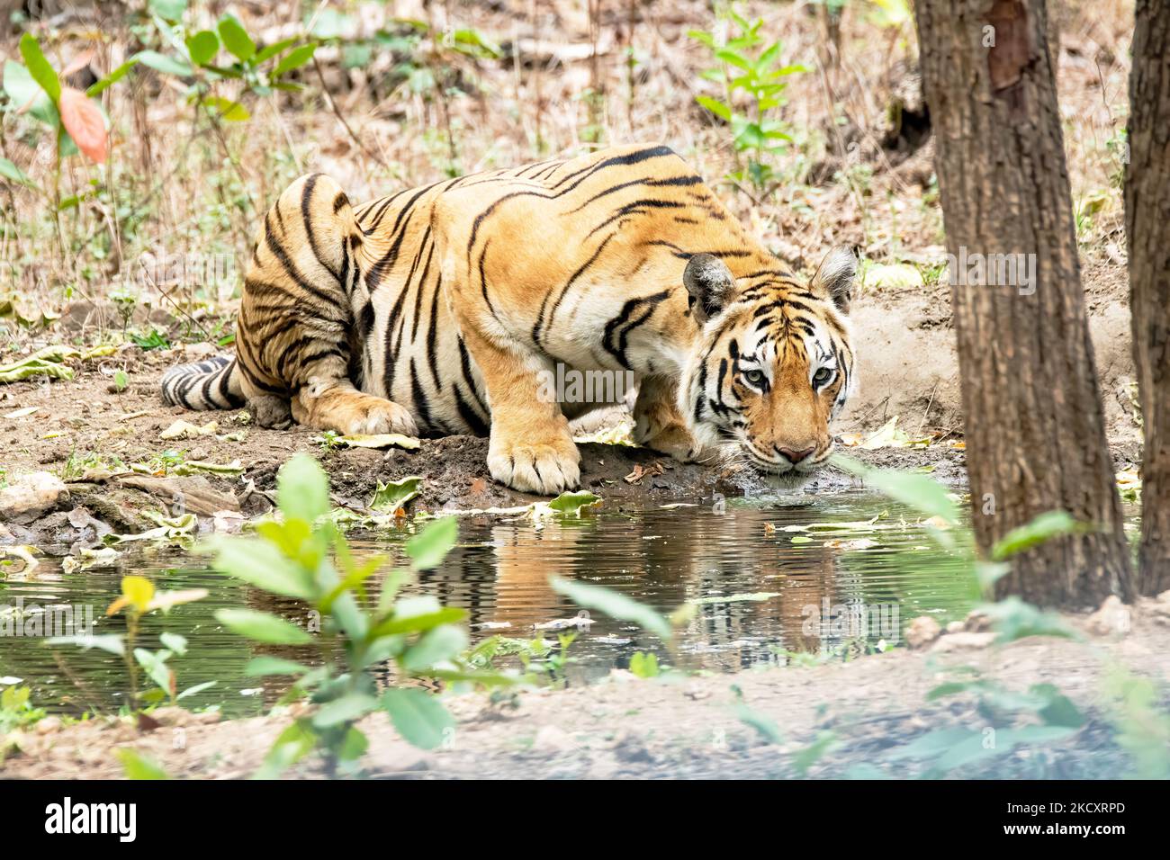A female tigress drinking water from a waterhole inside her territory ...
